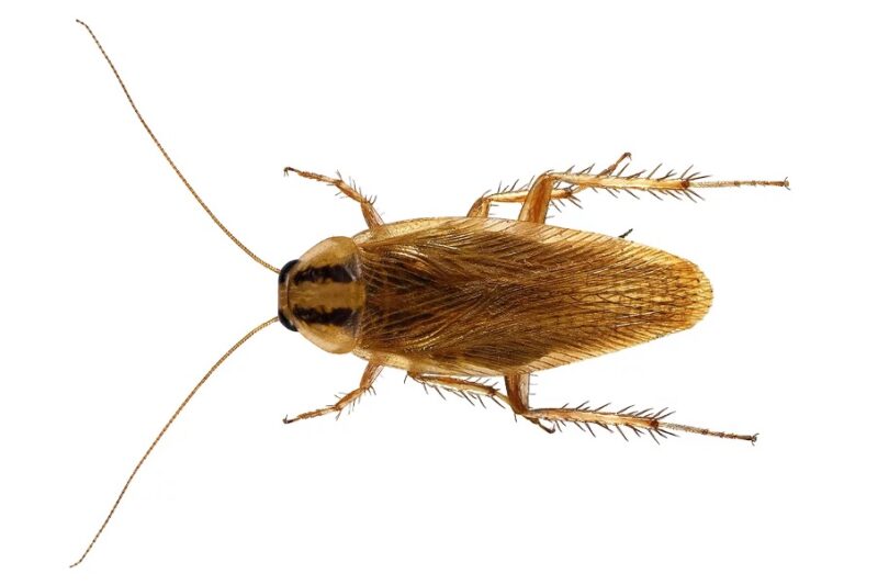 Learn More About Cockroach | Innovative Pest Pte Ltd