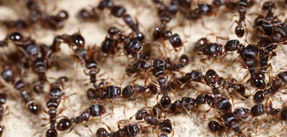 Defence Against Ants in Singapore- Part 2 | Ants