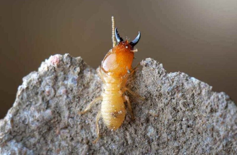Subterranean Termite - Innovative Pest Pte Ltd