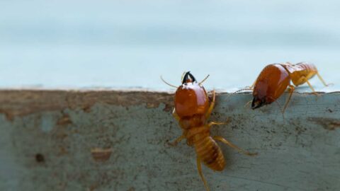 Termite Resistance to Insecticide - Innovative Pest Pte Ltd