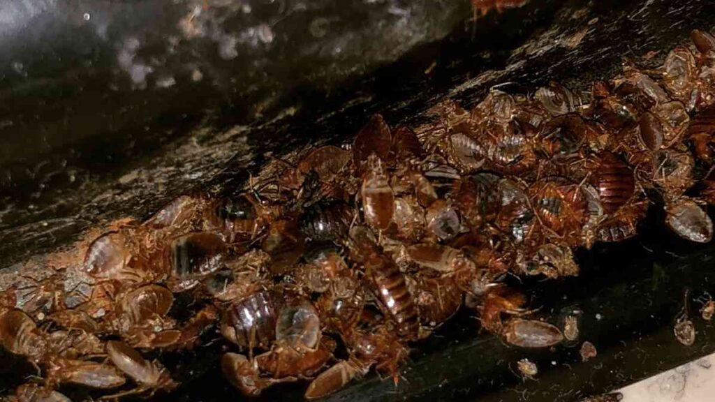 Bed Bug Skin Shell – Innovative Pest Management - Innovative Pest Pte Ltd