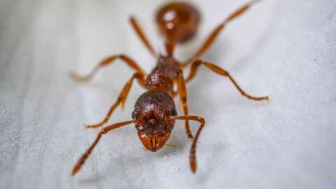 Different Group of Ants Characteristic | Pest Control | SG