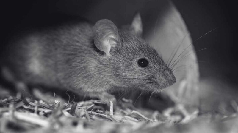 5 Steps to Rodent Control for Restaurants – Innovative Pest Management ...