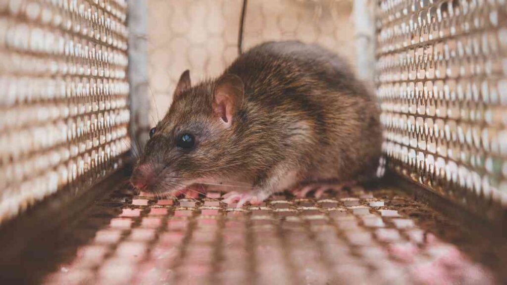 Rat Traps – Innovative Pest Management - Innovative Pest Pte Ltd