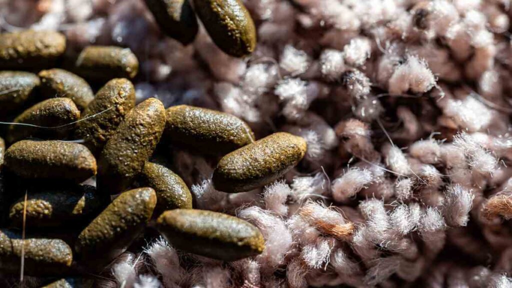 Rodent Droppings – Innovative Pest Management - Innovative Pest Pte Ltd