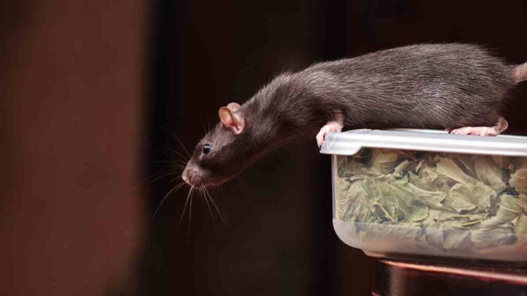 Roof Rat – Innovative Pest Management - Innovative Pest Pte Ltd
