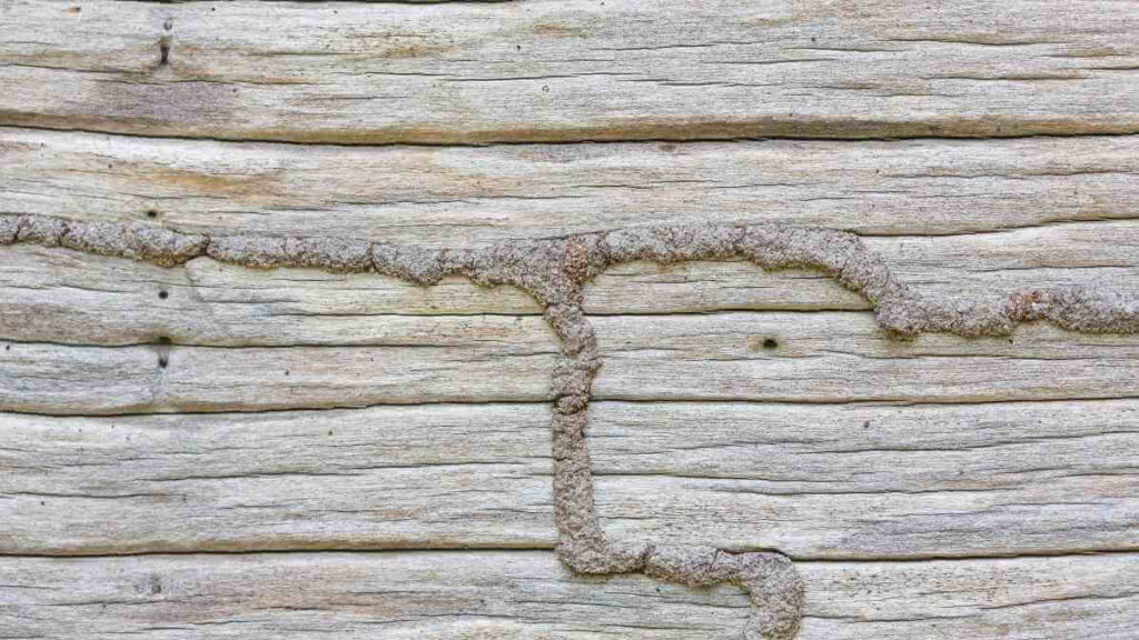 Guide to Anti Termite Treatment in Singapore | Pest Control