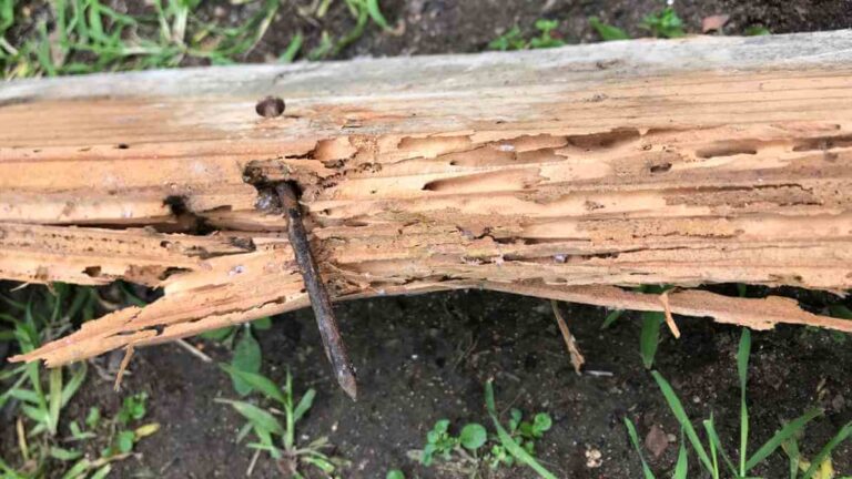 Termite Inspection for Residential & Commercial Property SG