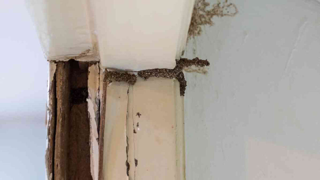 Termite Inspection for Residential & Commercial Property SG