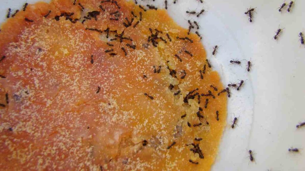 Type of Ants – Crazy Ants - Innovative Pest Pte Ltd