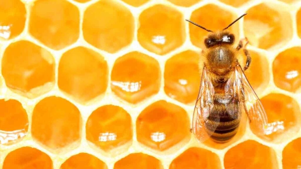 The Fascinating Life of Honey Bee in Singapore | Bee Species