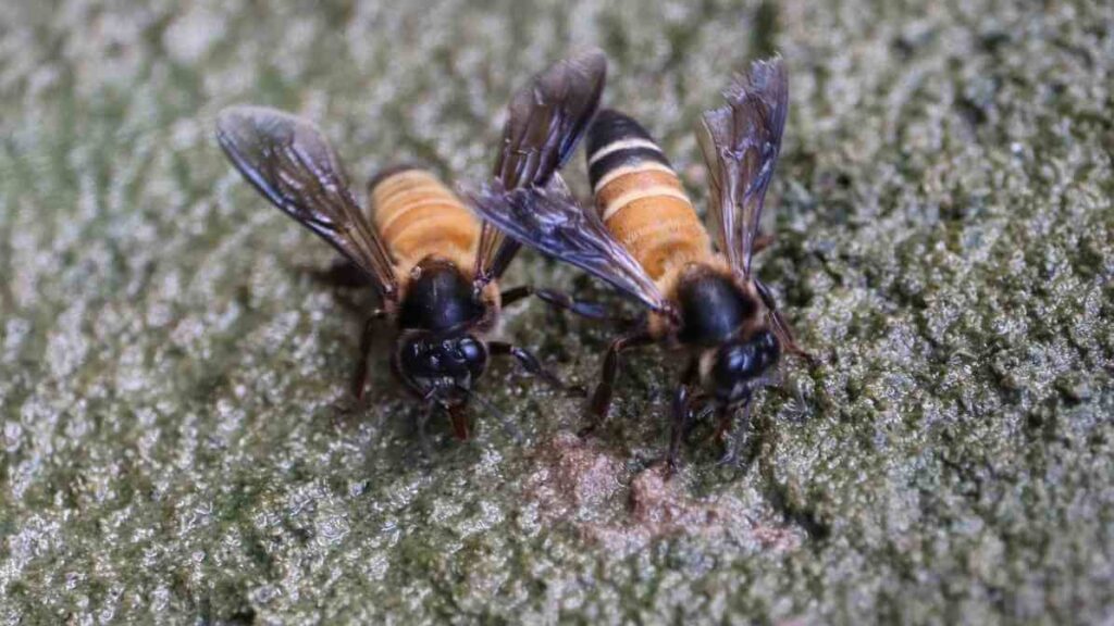 The Diverse Types of Bees in Singapore and Their Roles | SG