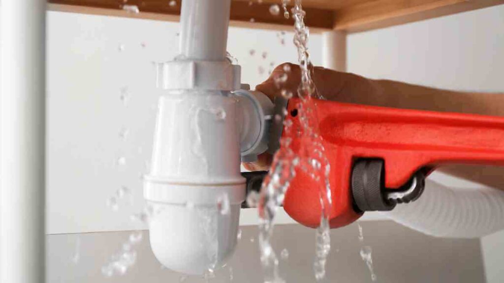How to Prevent Pest in Your Home – Eliminate Food and Water Sources ...